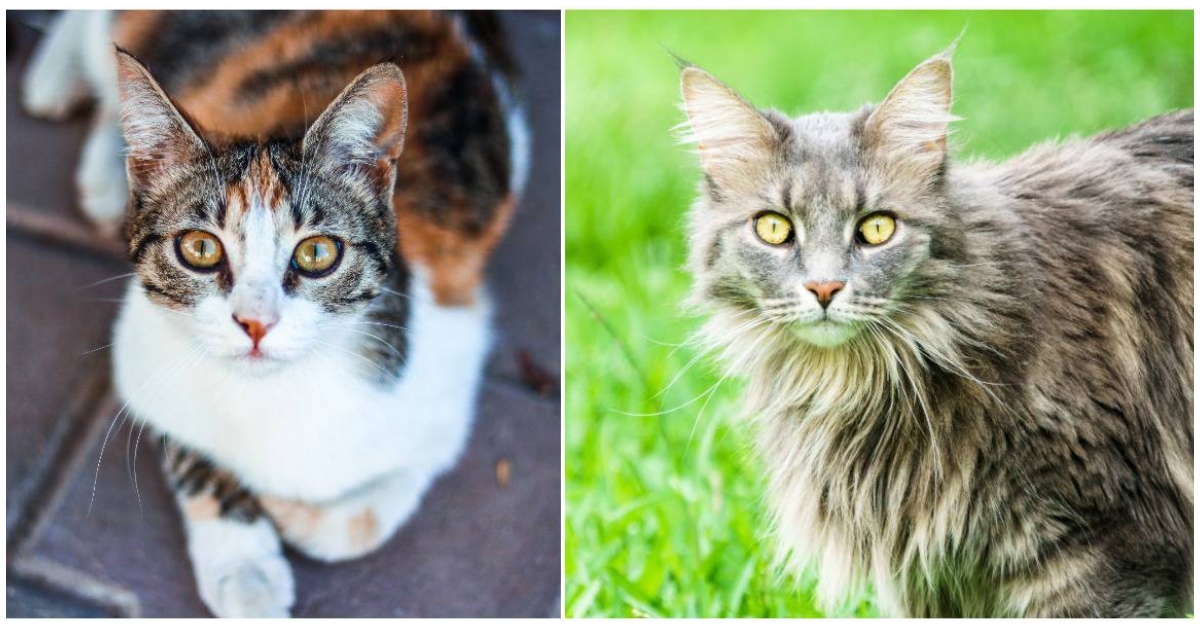 The Intriguing World of Cat Coat Color Stereotypes and Their Scientific ...