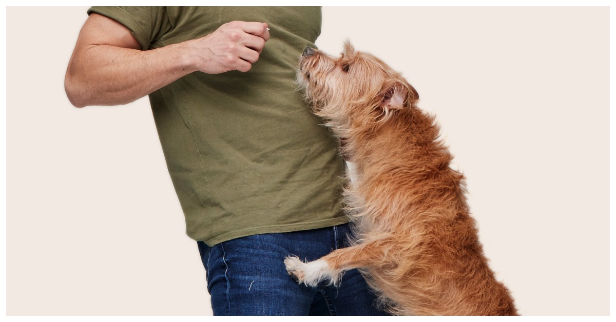 Understanding and Addressing Common Issues of Dog Behavior - My Daily Pet