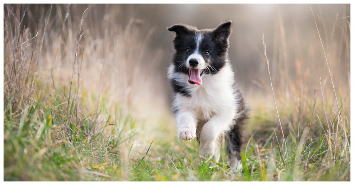 Dogs Trained to Identify PTSD Flashbacks Through Human Breath - My ...