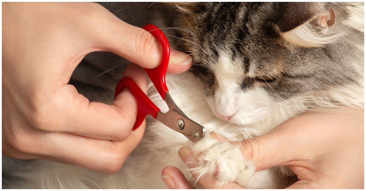 The Ultimate Guide to Trimming Your Cat’s Nails The Ultimate Guide to Trimming Your Cat’s Nails