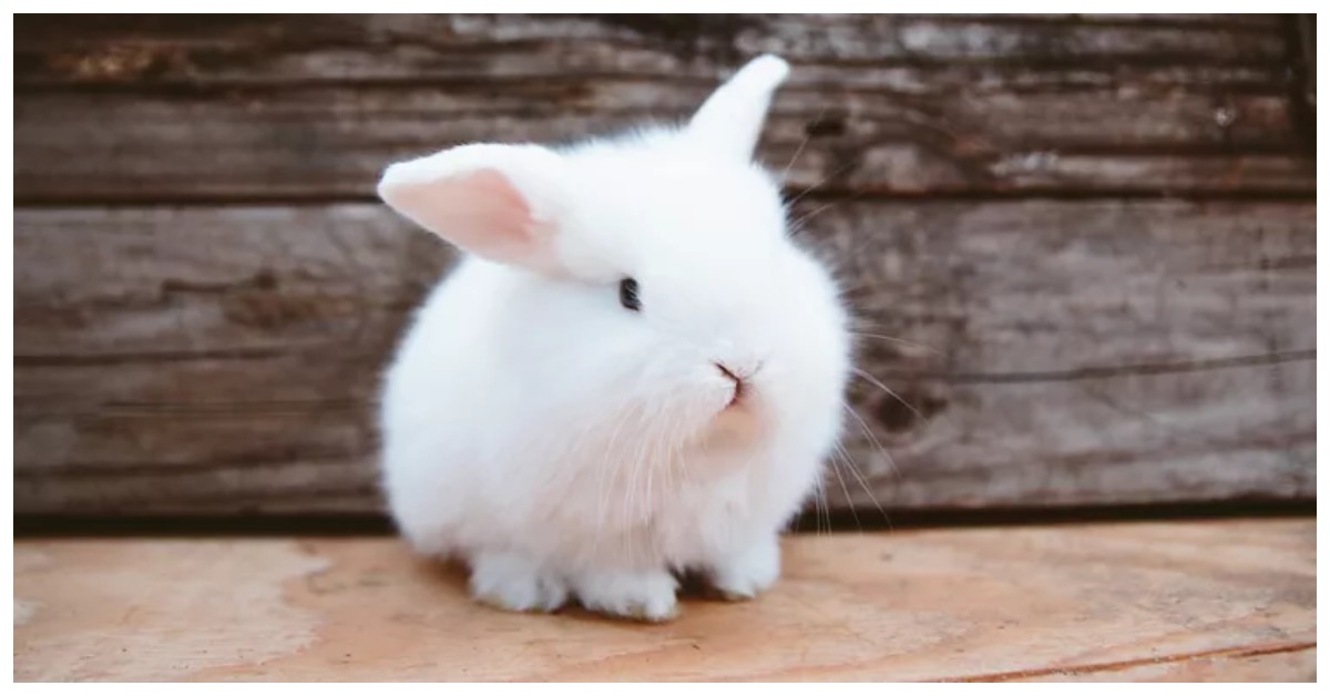 Decoding Rabbit Behaviors: Understanding Your Furry Friend’s Body Language