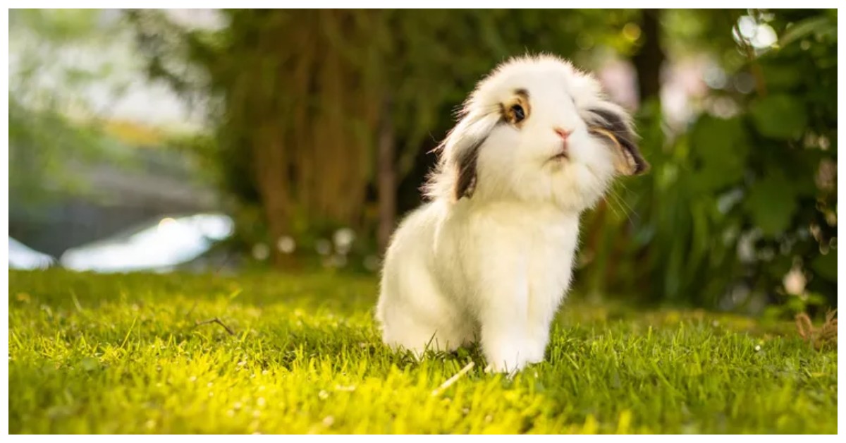 Essential Tips for Keeping Your Rabbit Cool and Safe During the Summer