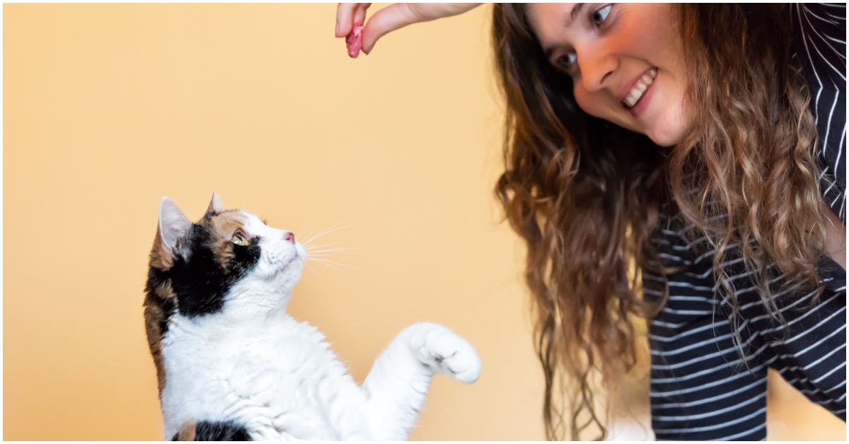 Mastering Cat Tricks: A Comprehensive Guide - My Daily Pet