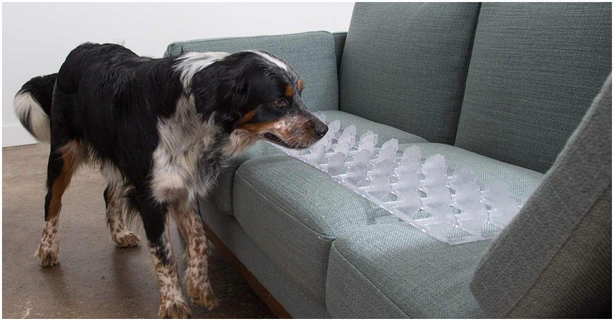 Behavior Guide Archives - My Daily Pet