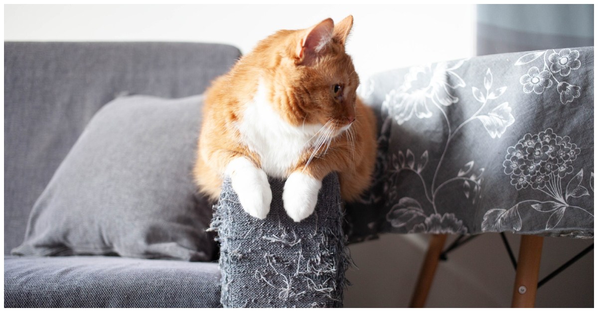 Understanding Why Cats Scratch - And What You Can Do About It - My ...
